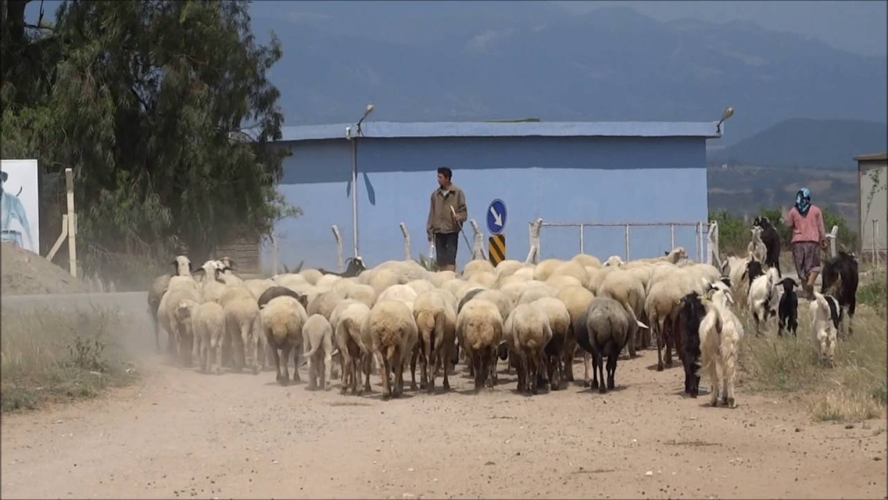Sheeps and Goats with shepherds in Turkey - YouTube