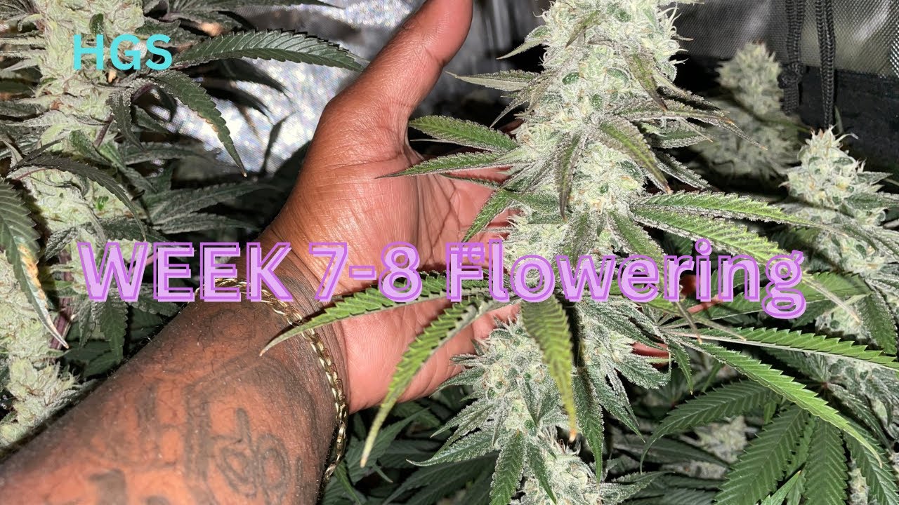 HOW TO GROW WEED WEEKS 7-8 FLOWERING STRAINS|SMUCKERZ|WRENCH RBX|SOUR CHERRY 🍒 GLUE x HEADY OG ...