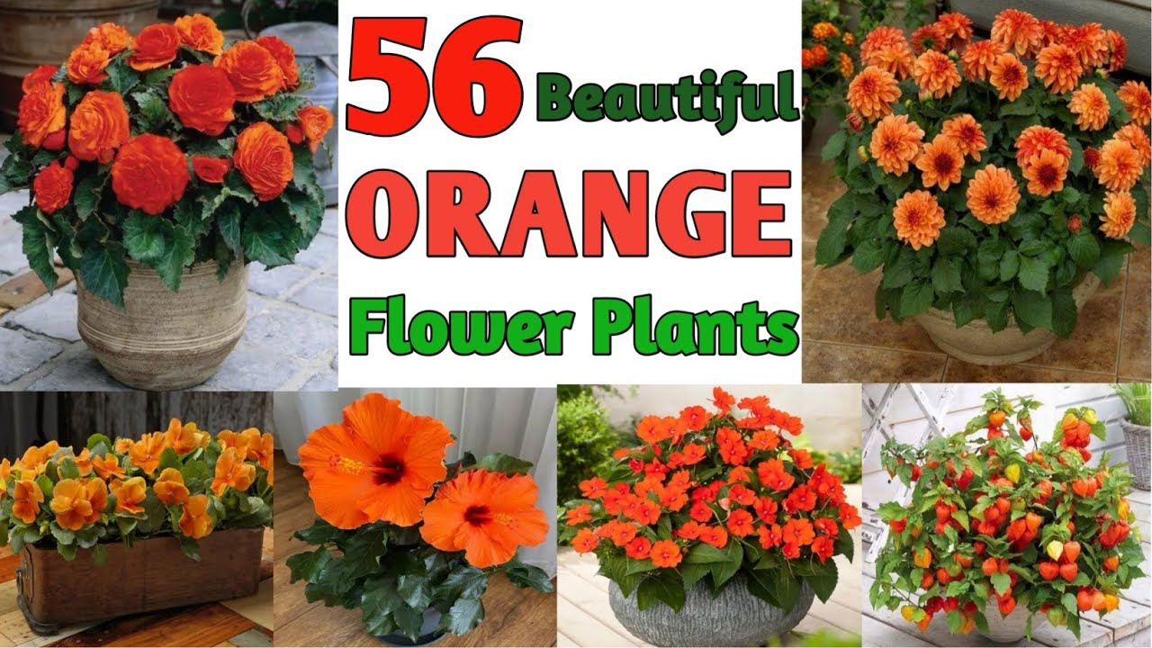 56 Best Orange Flower Plants | Orange Flower Plant Types with ...