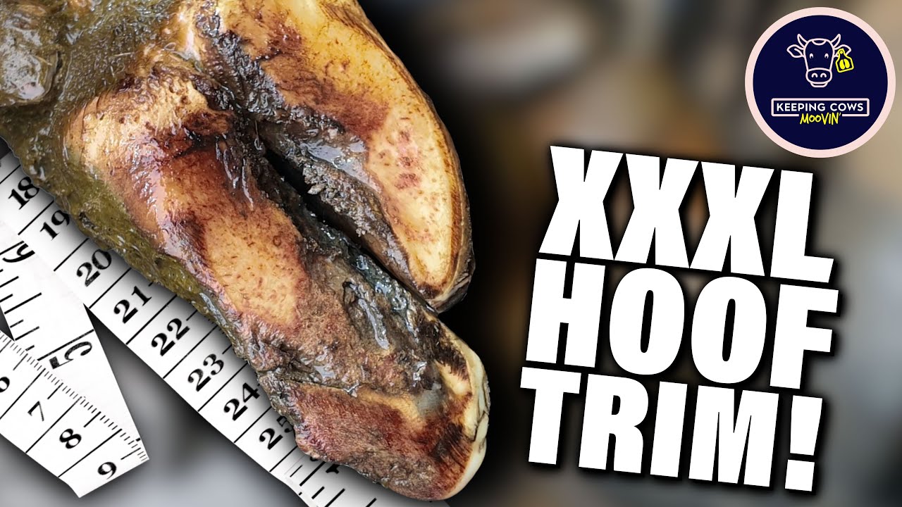 This overgrown hoof trim is UNBELIEVABLY SATISFYING! - YouTube