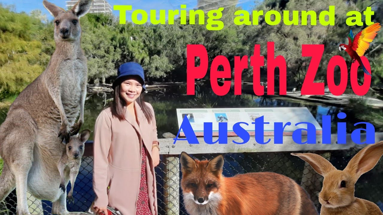 Perth Zoo Tour 2020 - YouTube