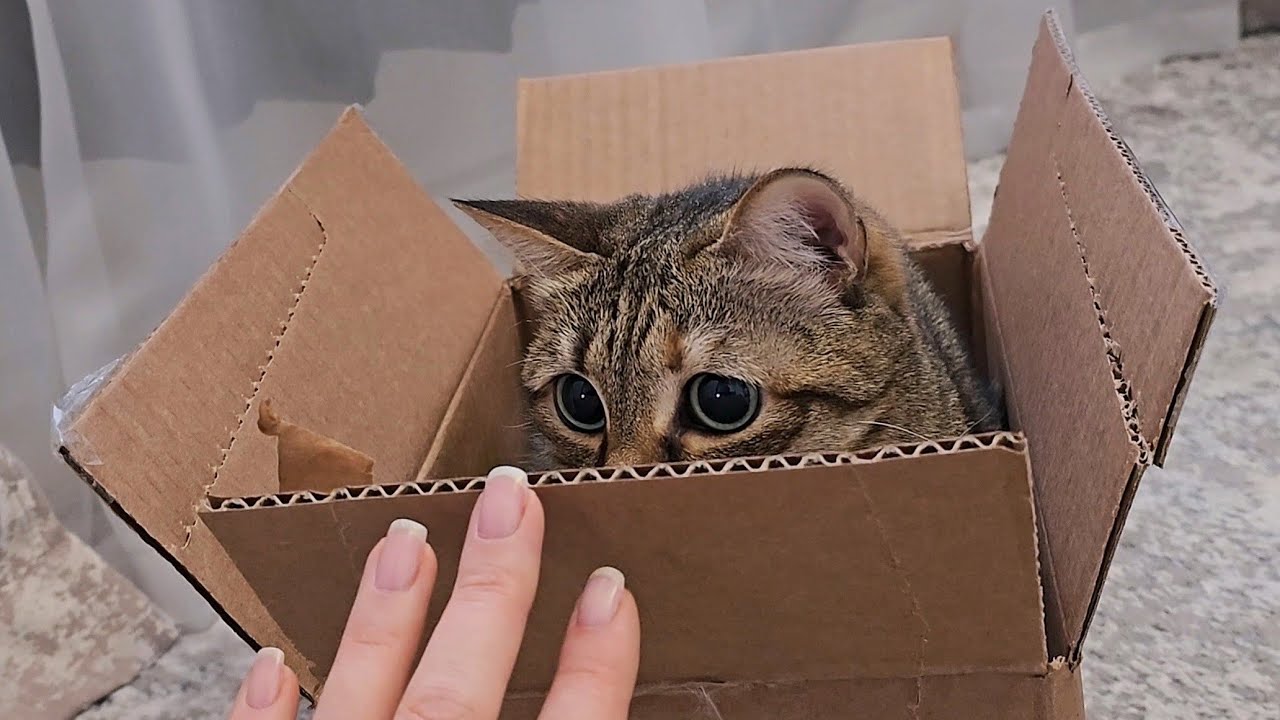 FUNNY KITTY IN A BOX - YouTube