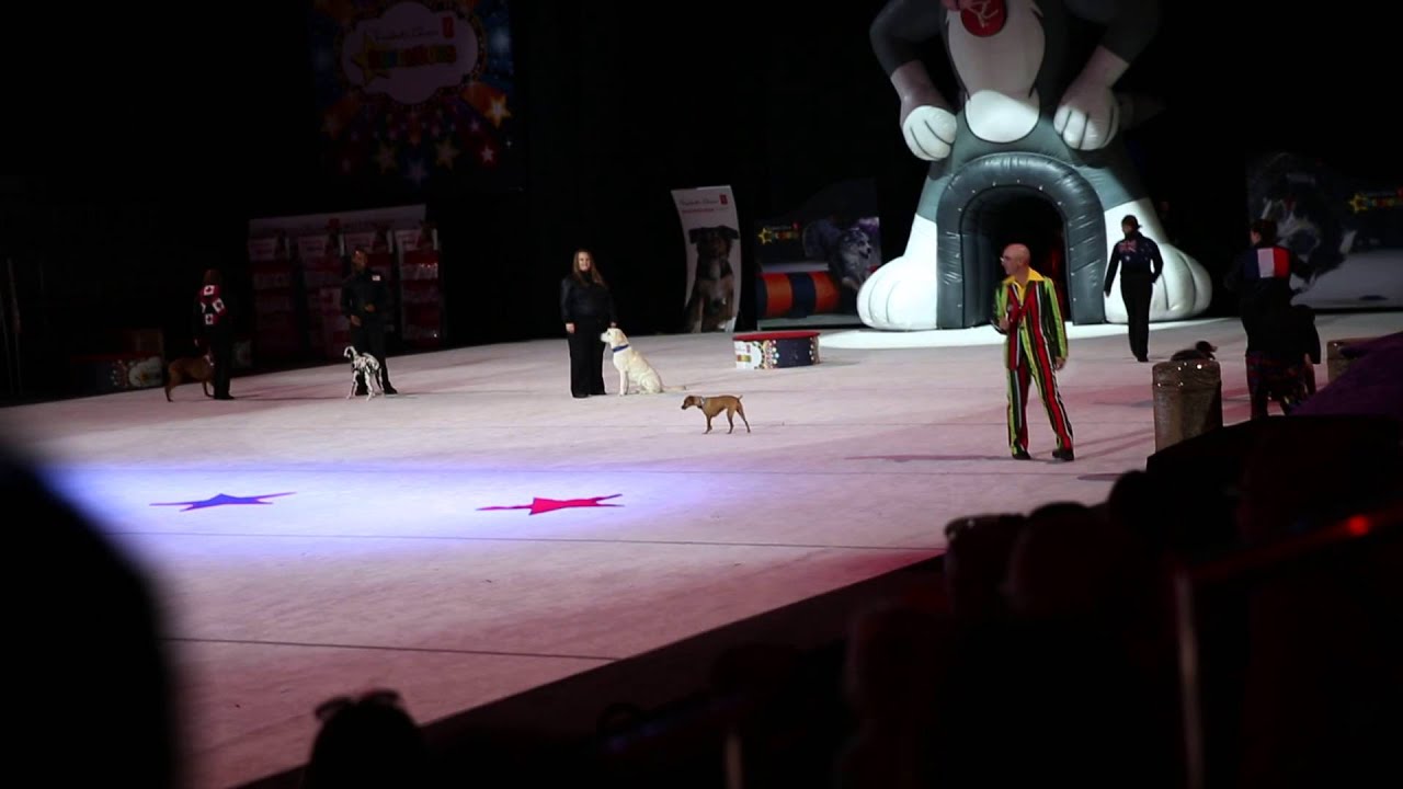 Superdogs Dog Show at the CNE 2014 in Toronto (Part 2) - YouTube
