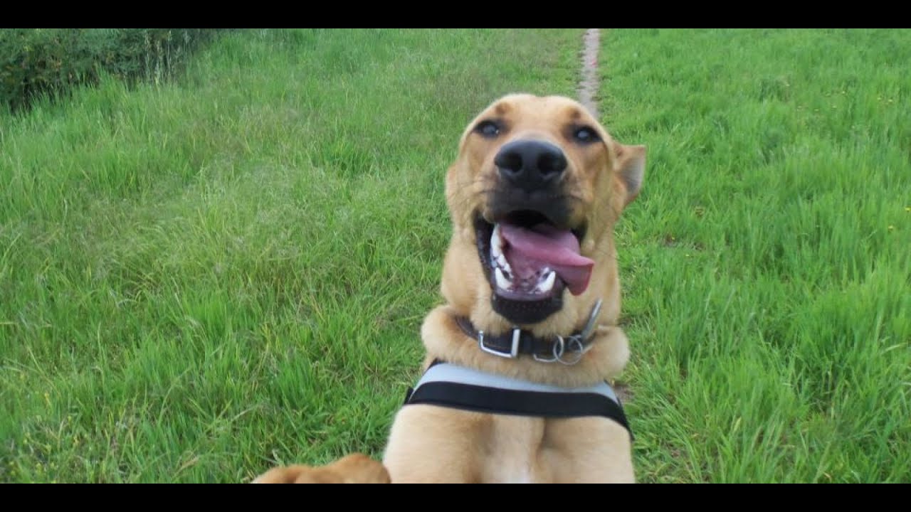 TOP 10 dog barking videos compilation 2020 - Dog barking sound - Funny ...