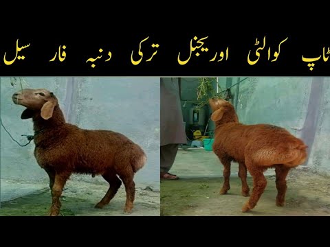 Turkish dumba origional for sale in pakistan||turkey dumba farming ...