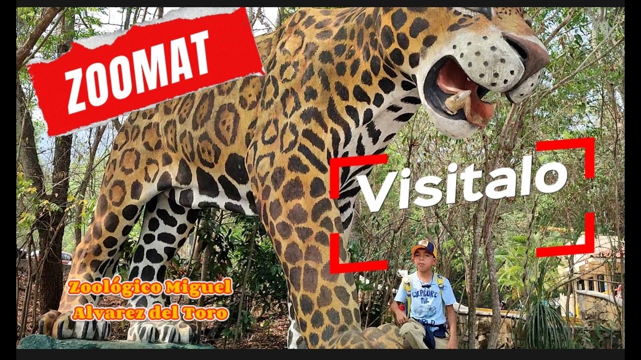ZOOMAT zoológico Miguel Alvarez del Toro¿cómo llegar? ¿Qué hacer? - YouTube