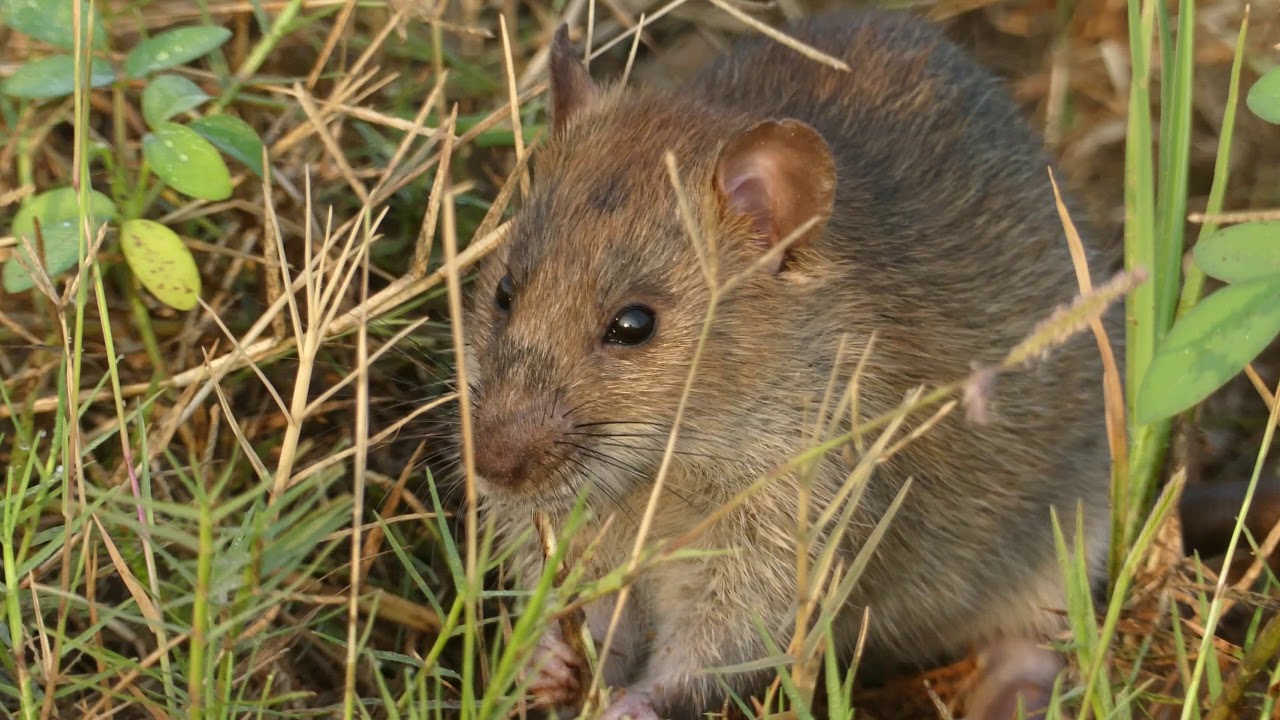 FEEDING INDIAN MOLE RAT-bandicota bengalensis WITH PANASONIC LUMIX DMC ...