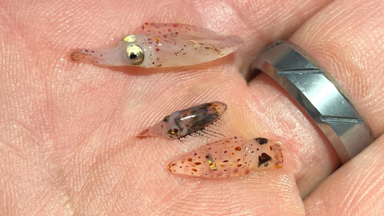 Adult Squid give birth to Babies! 12/1/24 Long island, New York - YouTube