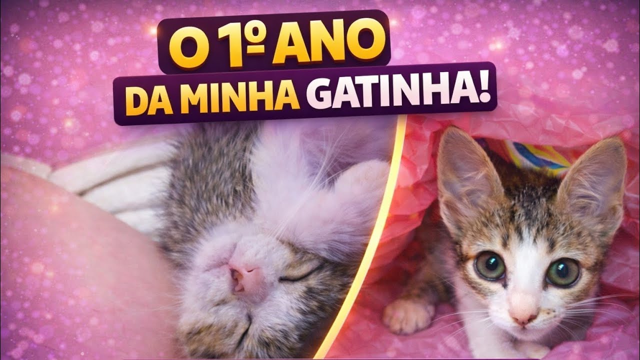 O Vídeo Mais Fofo Que Você Vai Ver Hoje 😻🐱 1 Ano Da Minha Gatinha