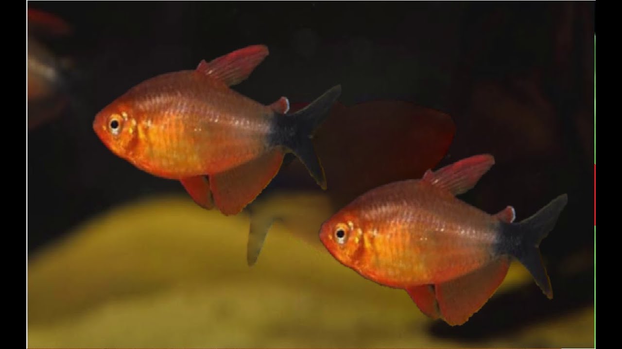 Este pez Tetra Debería estar en todas las Tiendas - YouTube