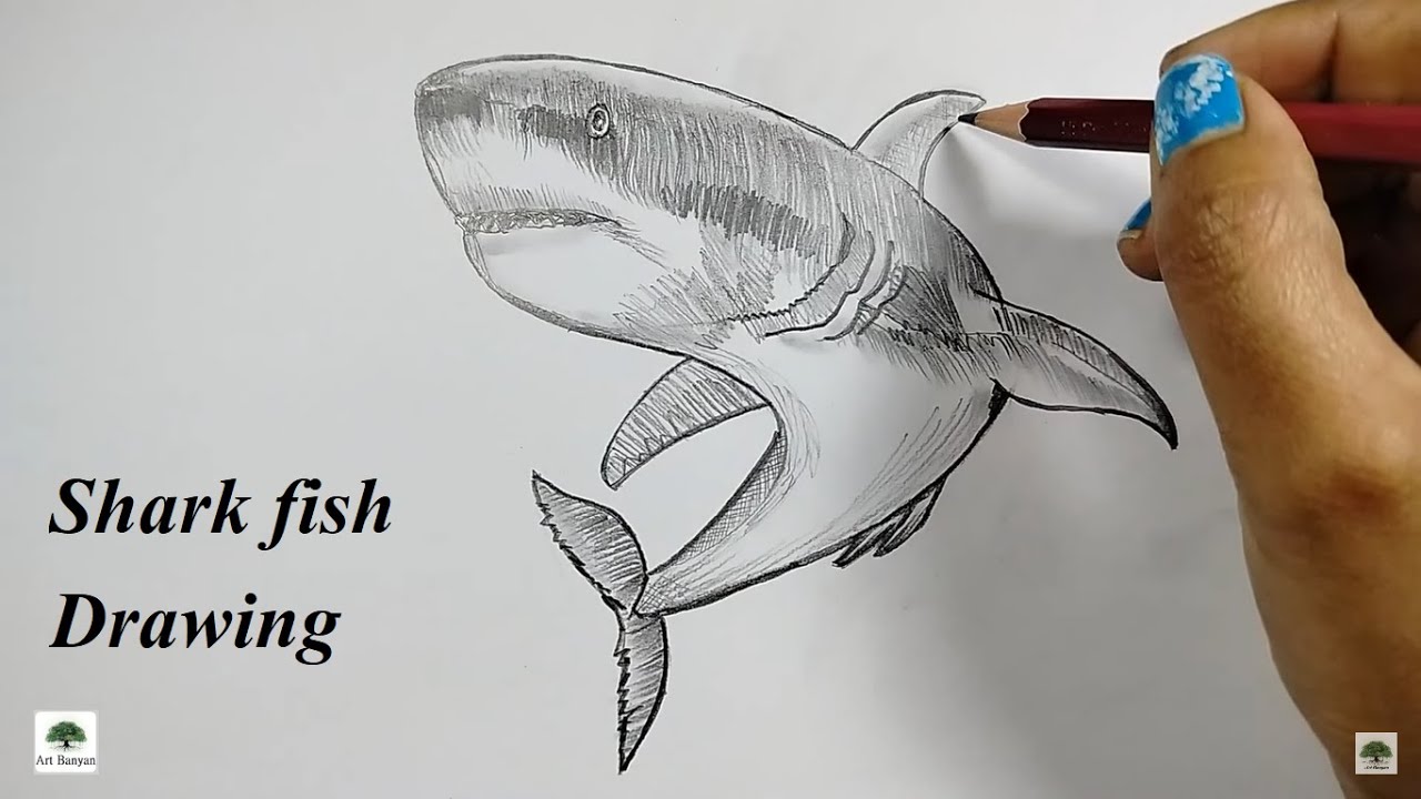 How to draw a shark fish | शार्क मछली का चित्र बनाना सीखे | Shark fish ...