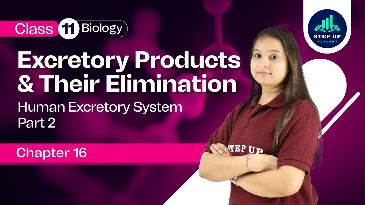 Human Excretory System - Excretory Products & Their Elimination Ch 16 ...