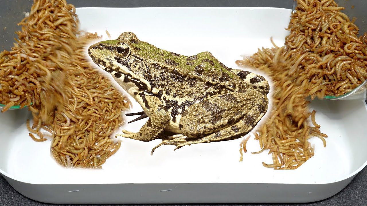 5000 Con Sâu Ăn Một Con Ếch Trong 22H - Worms VS Frog - YouTube