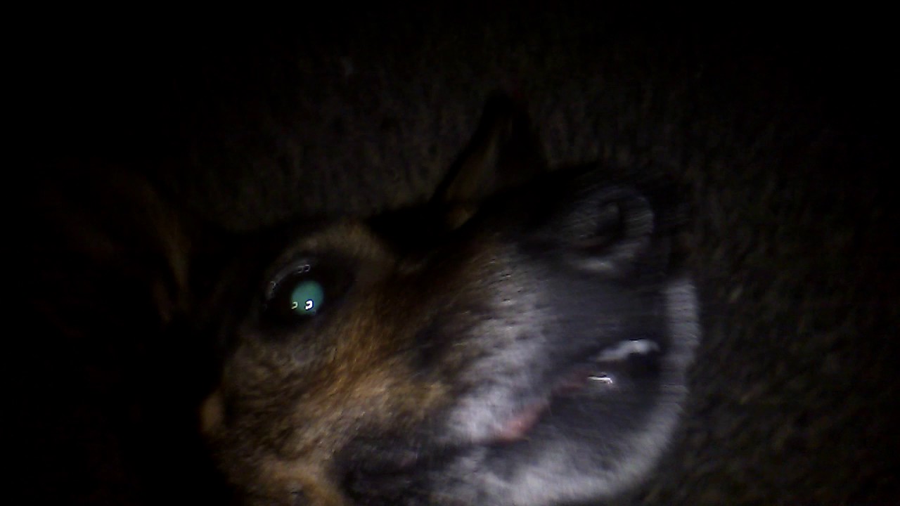 A day in the life of smokey my dog - YouTube