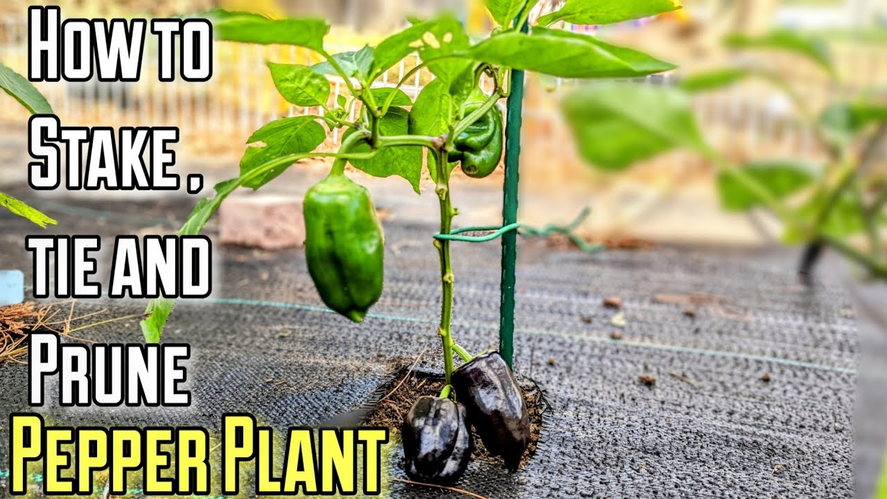 How to Stake , Tie And Prune Your Pepper Plants | For Beginners - YouTube