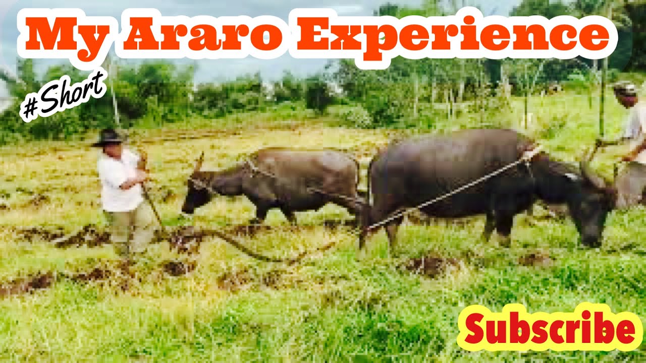 MY ARARO EXPERIENCE #SHORT # FARMING # COOKING, #Remollo D Jr. - YouTube