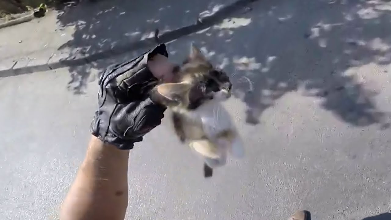 Bikers Helping Animals & People | Bikers are Awesome! - YouTube