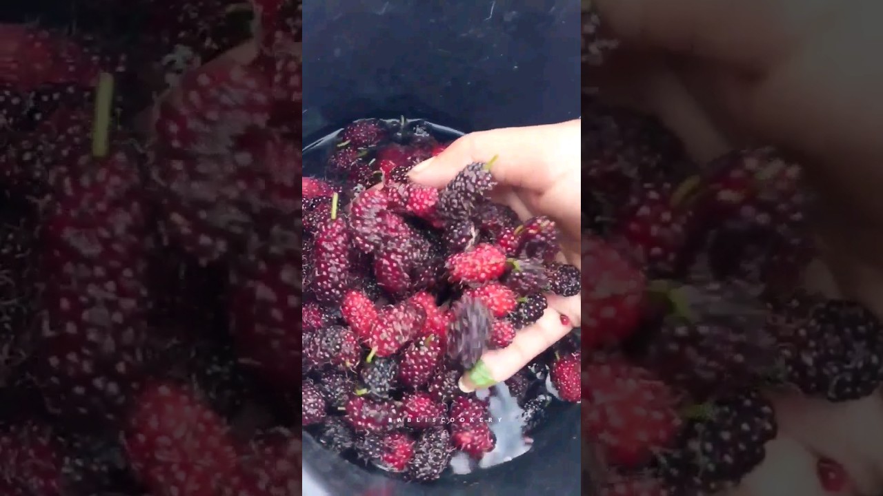 mulberry/tut #fruit #wildberries #ytshorts #shortvideo #trending #viral ...