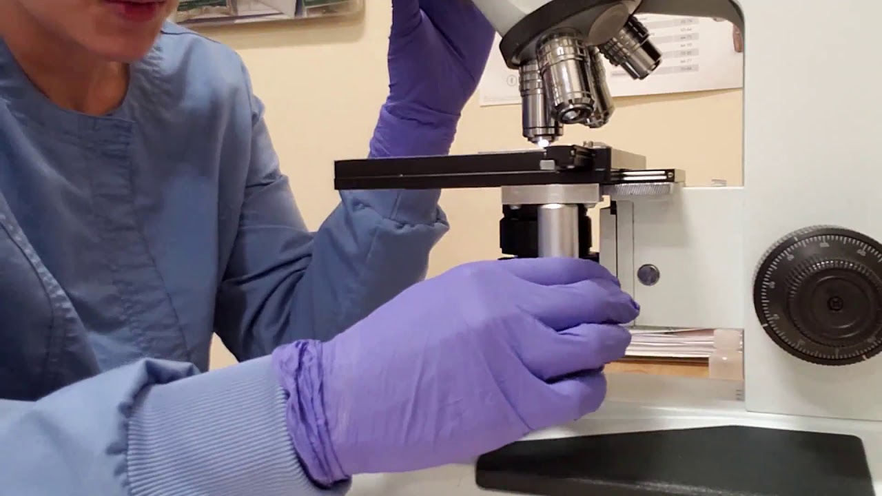 Task 12 Perform Cytologic Evaluation Collect Prepare and Evaluate Ear ...