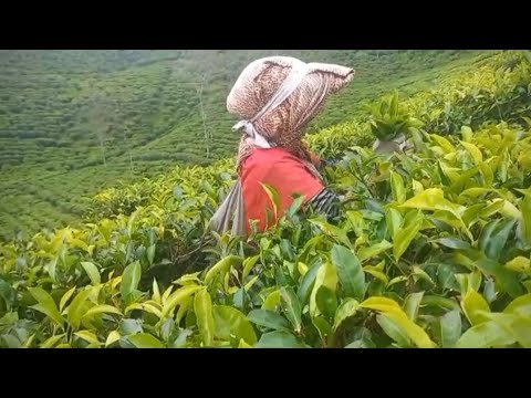 PETIK DAUN TEH || Perjuangan Emak memetik Teh || Kebun Teh Sambawa ...