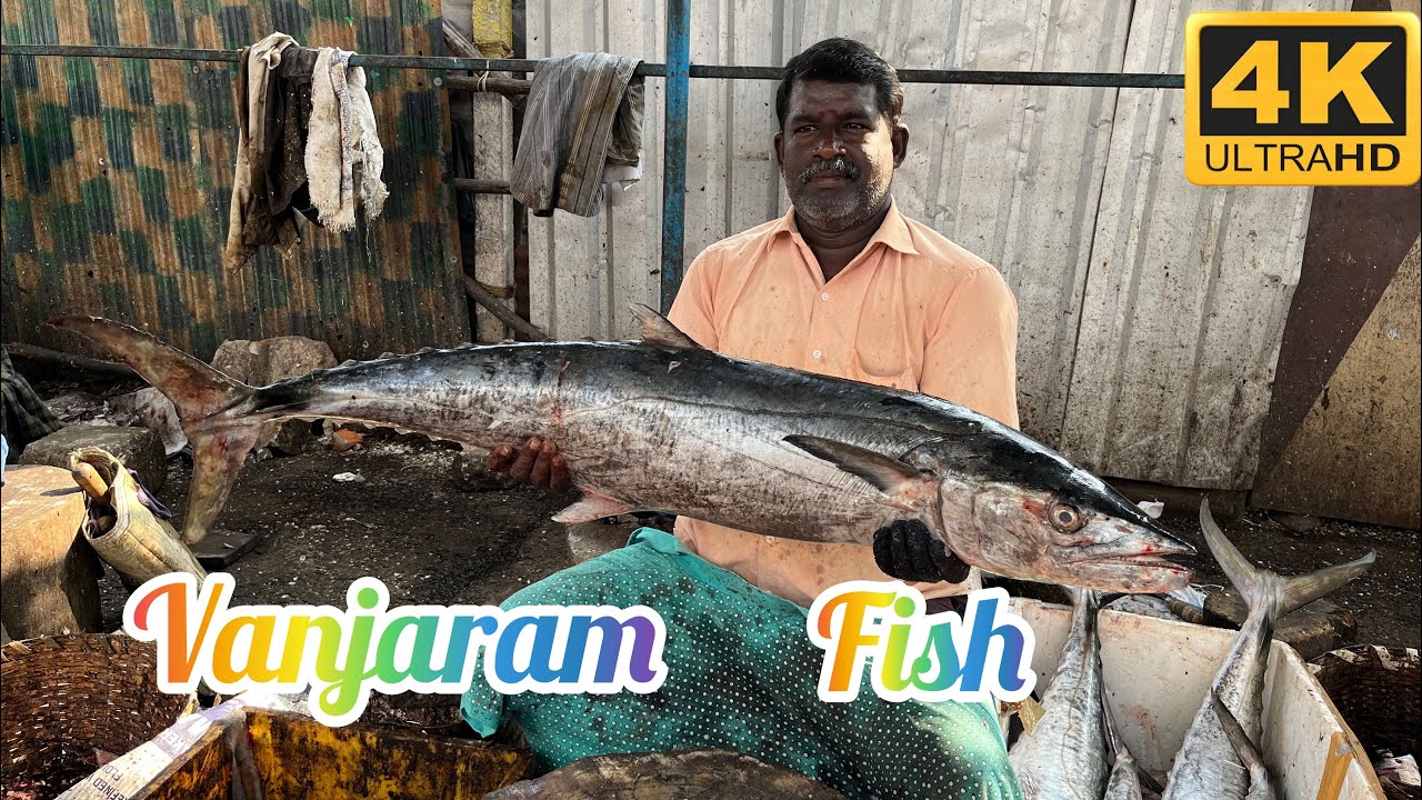 Vanjaram fish cutting video/Fishcuttingrs #fishcuttingrs #kasimedu # ...