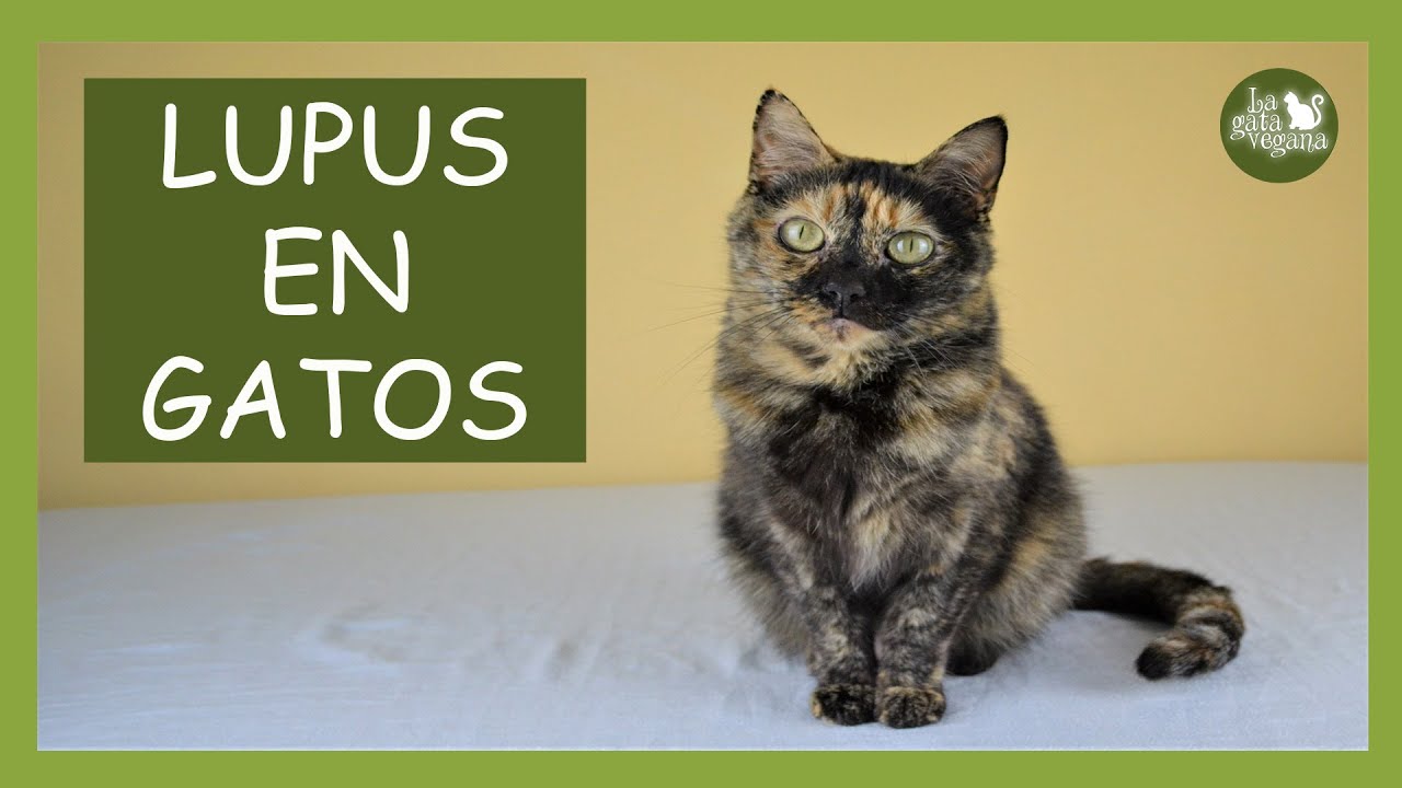Que Es La Enfermedad Lupus Sintomas En Gatos - Infoupdate.org