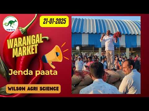 Warangal Market 21-04-2024 Jenda Paata # Mirchi # 341 Teja # Wilson ...