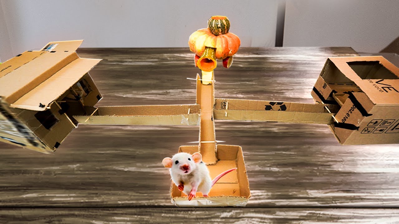 DESAFIO, A MELHOR CASA CONSTRUÍDA PARA O RATO LEVA! - YouTube