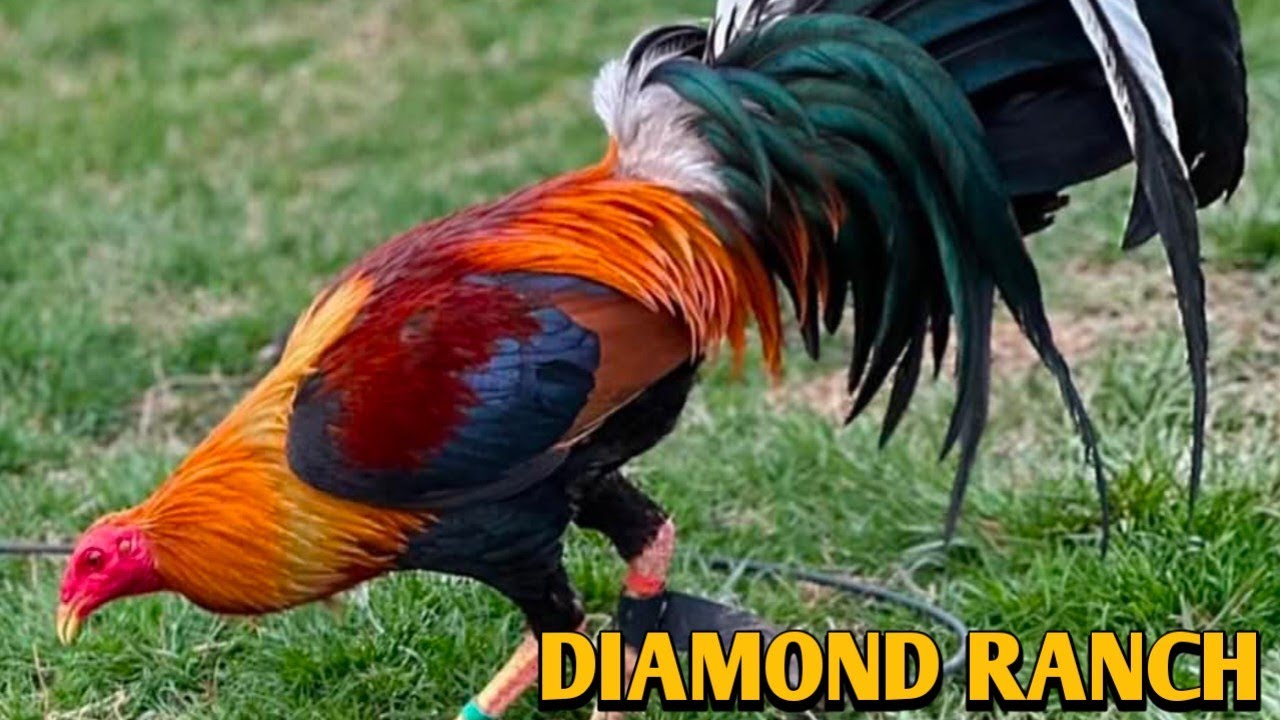 Sweater Hatch Grey - DIAMOND RANCH - YouTube