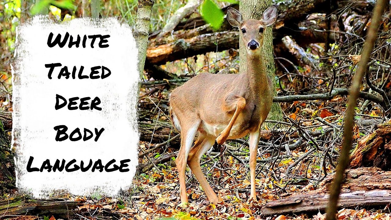White-Tailed Deer Body Language - A Close Encounter - YouTube