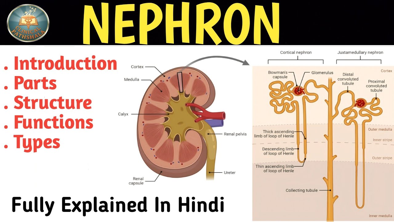 Nephron Anatomy And Physiology In Hindi | Parts | Structure | Functions ...