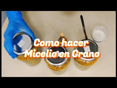 Cómo hacer MICELIO EN GRANO 🍄🫙 desde placa PETRI 🦠 PT. 2 - YouTube
