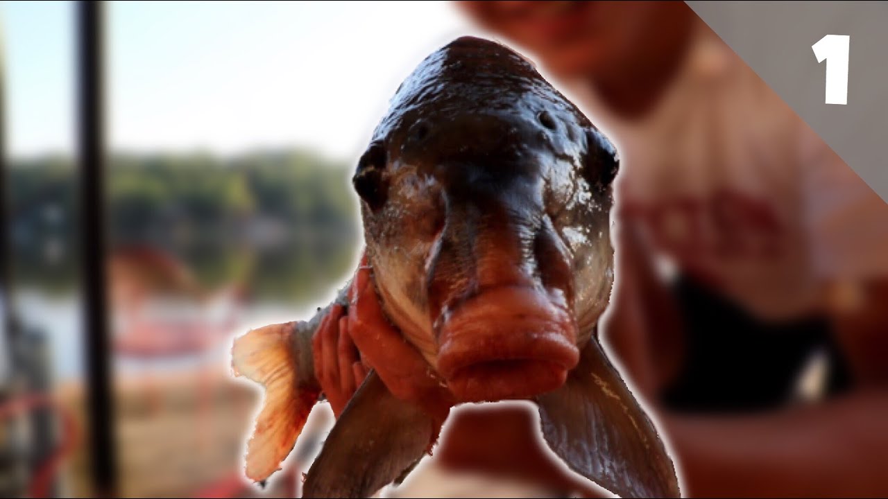 Big Buffalo Carp Caught While Catfish And Carp Fishing - Lake Of The ...