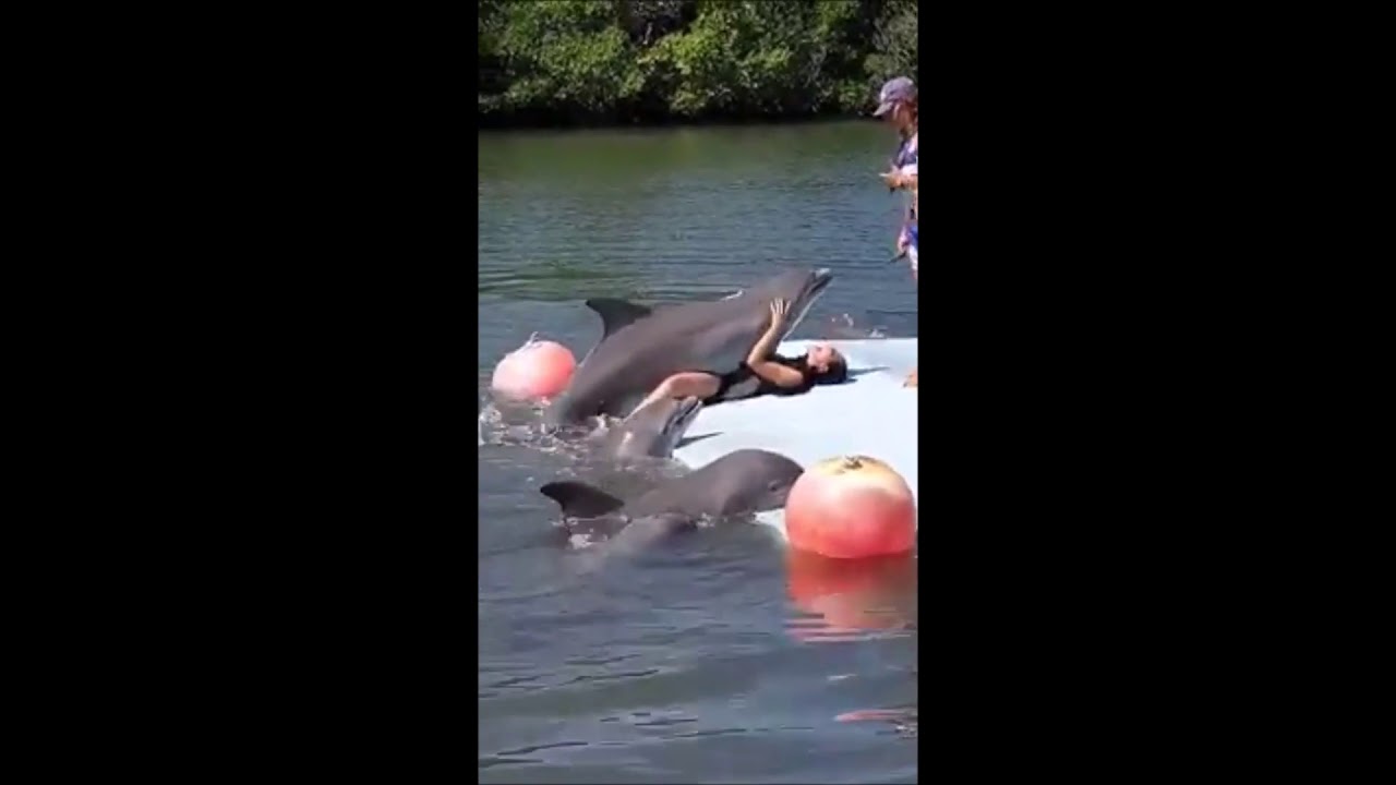 Dolphin Funny Moments - YouTube