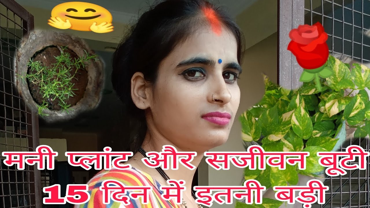 मनी प्लांट और सजीवन बूटी इतनी जल्दी कैसे बढ़ गए 🙏🌹💯 Neetu Patel#new ...