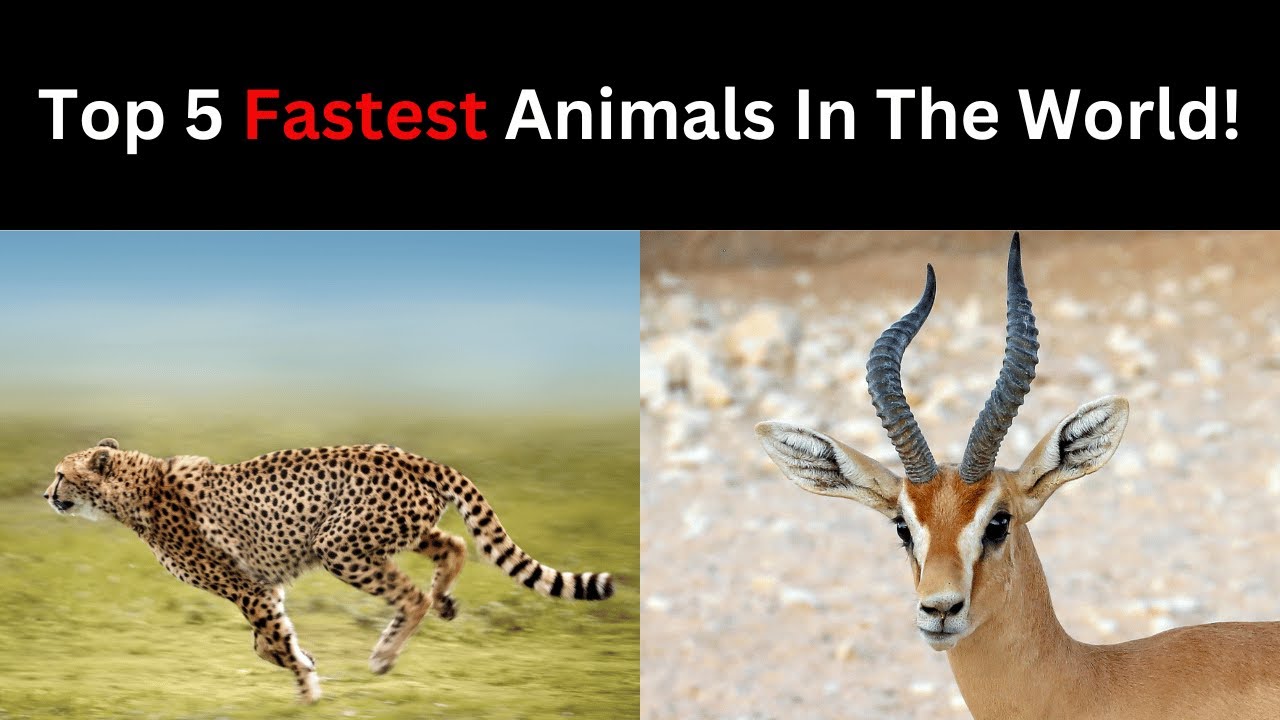 Top 5 Fastest Animals in the World! - YouTube