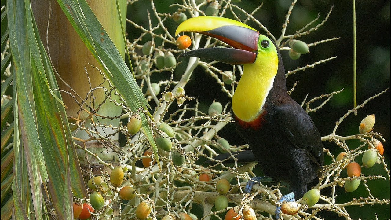Fruits & seeds dispersal in the tropical rainforest / Frutas y ...