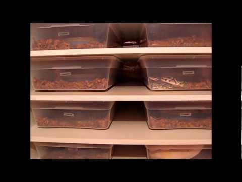 Ball Python Room update - Ricky's Reptiles - YouTube