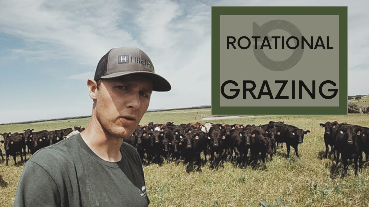 Rotational Grazing Cattle - YouTube