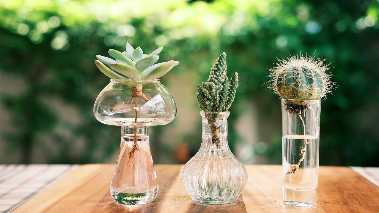 diy CACTUS cultivation on HYDROPONICS ปลูกกระบองเพชรในน้ำ วิธีปลูกแค ...