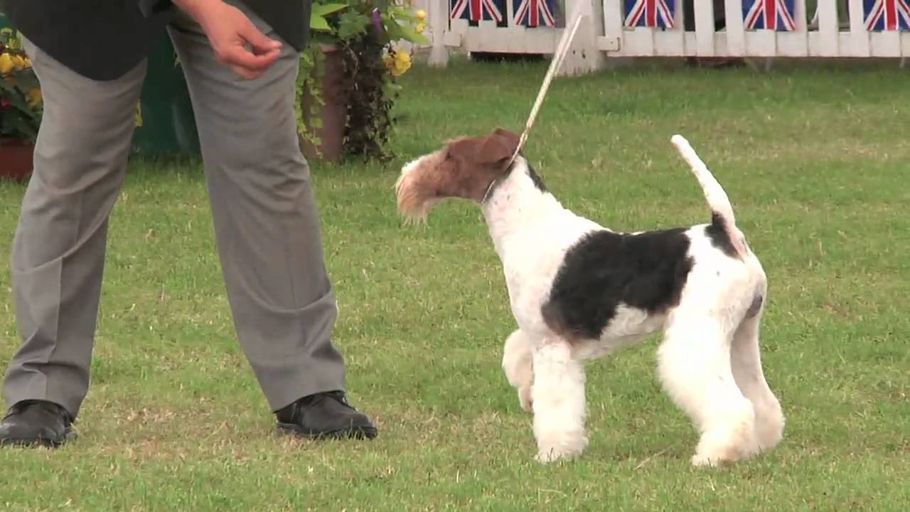 Windsor Championship Dog Show 2012 Terrier group - YouTube
