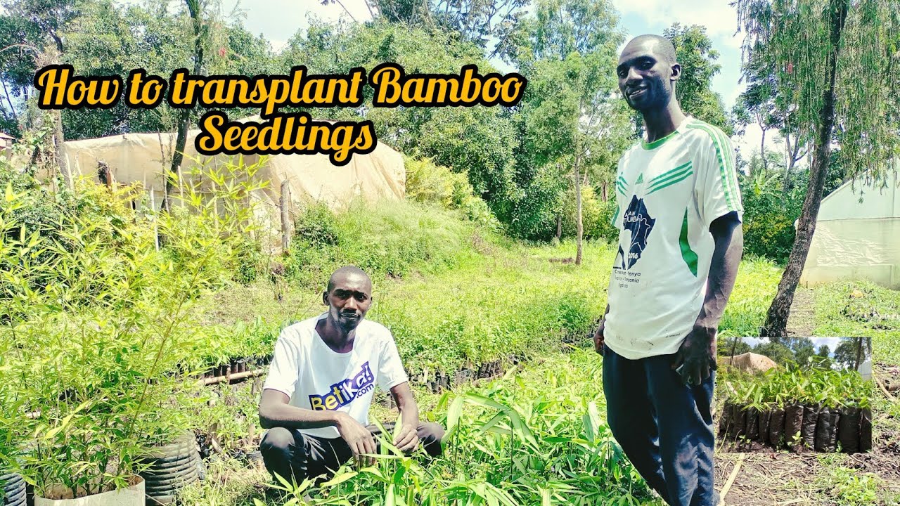 HOW TO TRANSPLANT BAMBOO SEEDLINGS FROM A SEED BED TO A NURSERY BED ...
