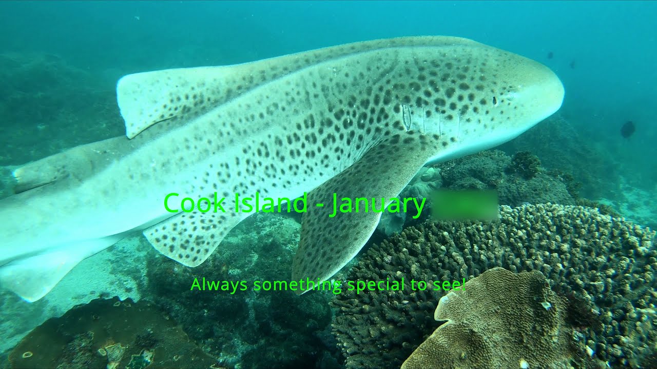 Cook Island - January 2021 - YouTube