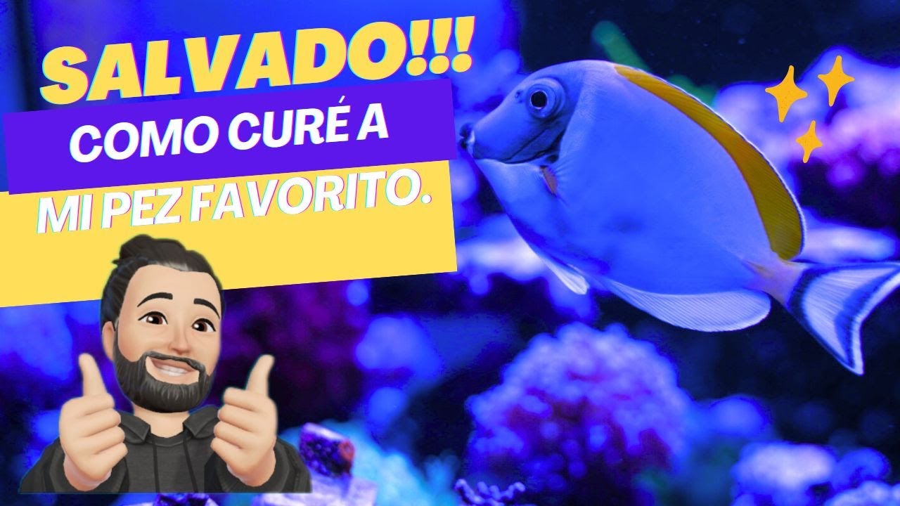 Como curé a mi pez favorito el Powder Blue Tang de la enfermedad más ...