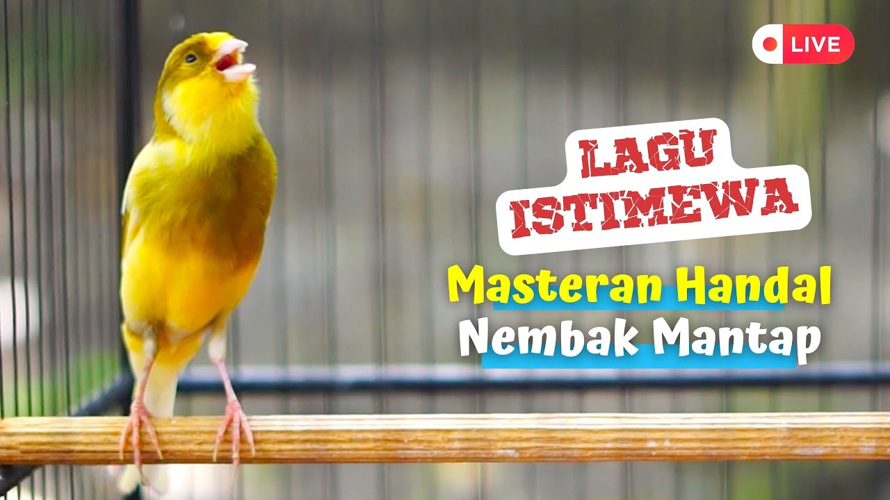 Masteran Burung Kenari Gacor Ngerek Panjang! Lagu Istimewa Ini Cocok ...