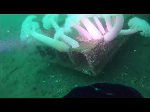 20200816 Les Davis Dive - YouTube