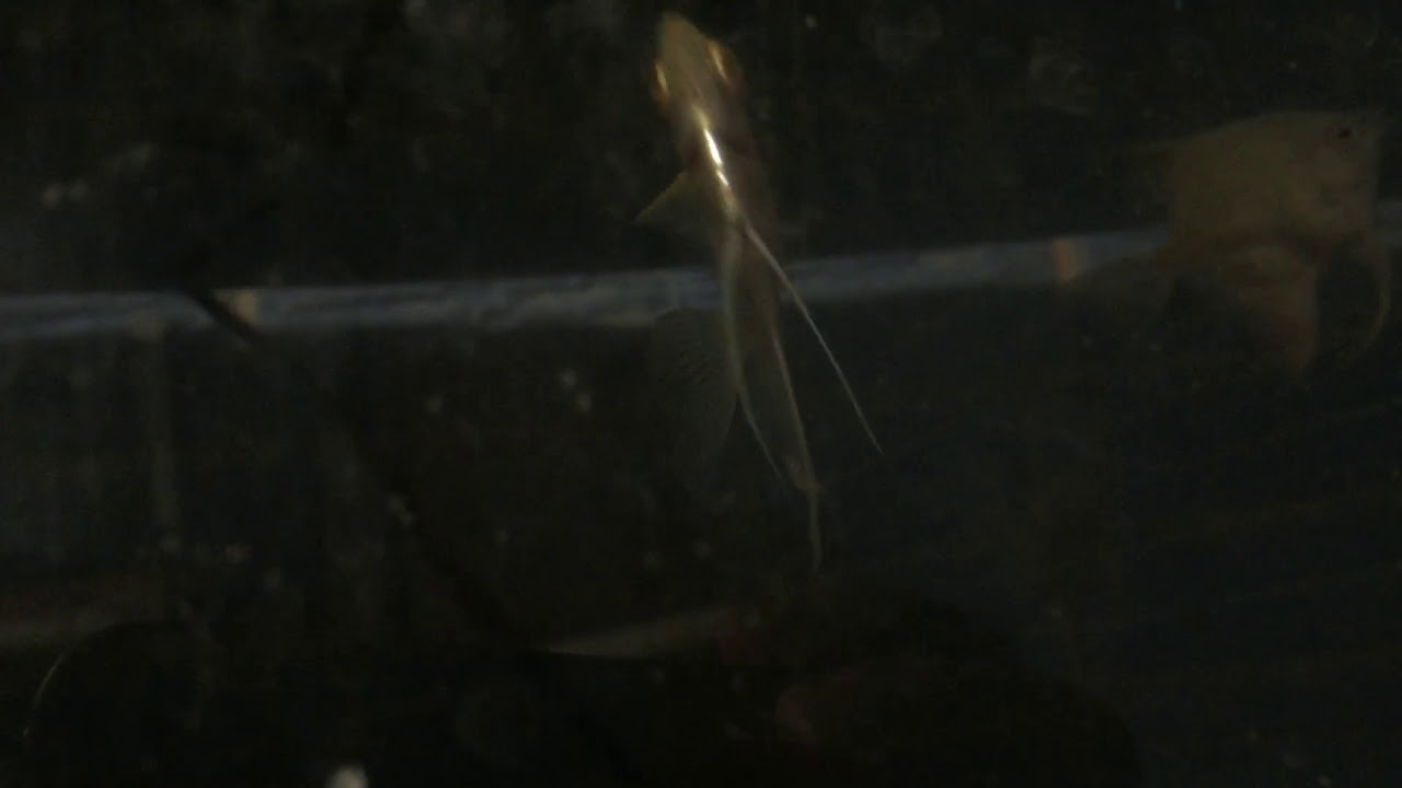 Albino Snakeskin Angelfish - YouTube