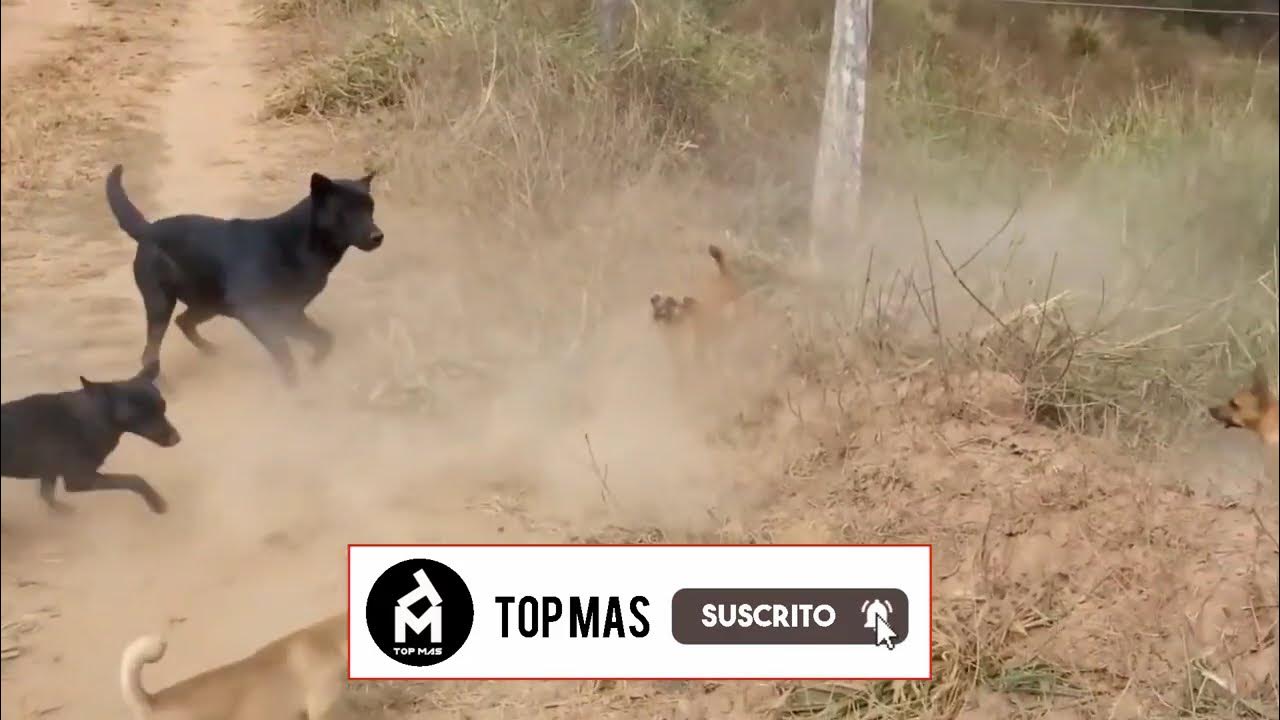 10 BATALLAS DE ANIMALES SALVAJES CAPTADOS EN CÁMARA | Parte 5 | LA LEY DEL MÁS FUERTE - YouTube