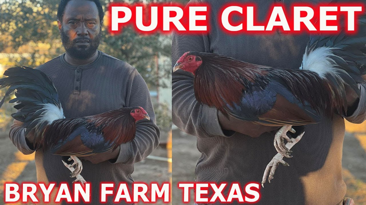 TEXAS !! Pure Claret Ronnie Bryan Farm - Beautiful Birds 💯‼️ Farm Visit ...
