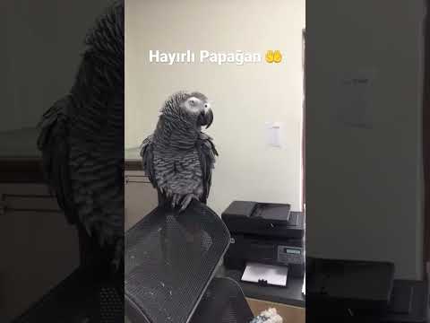 İhlas Suresini Okuyan Müslüman Papağan, SubhanAllah